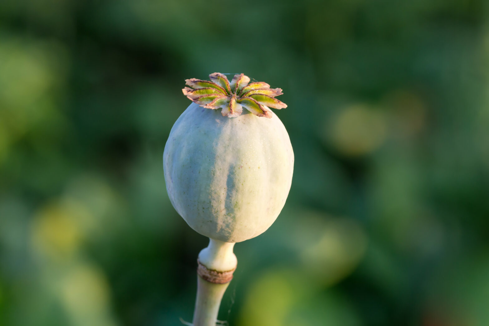México, tercer país productor de amapola en el mundo: UNODC